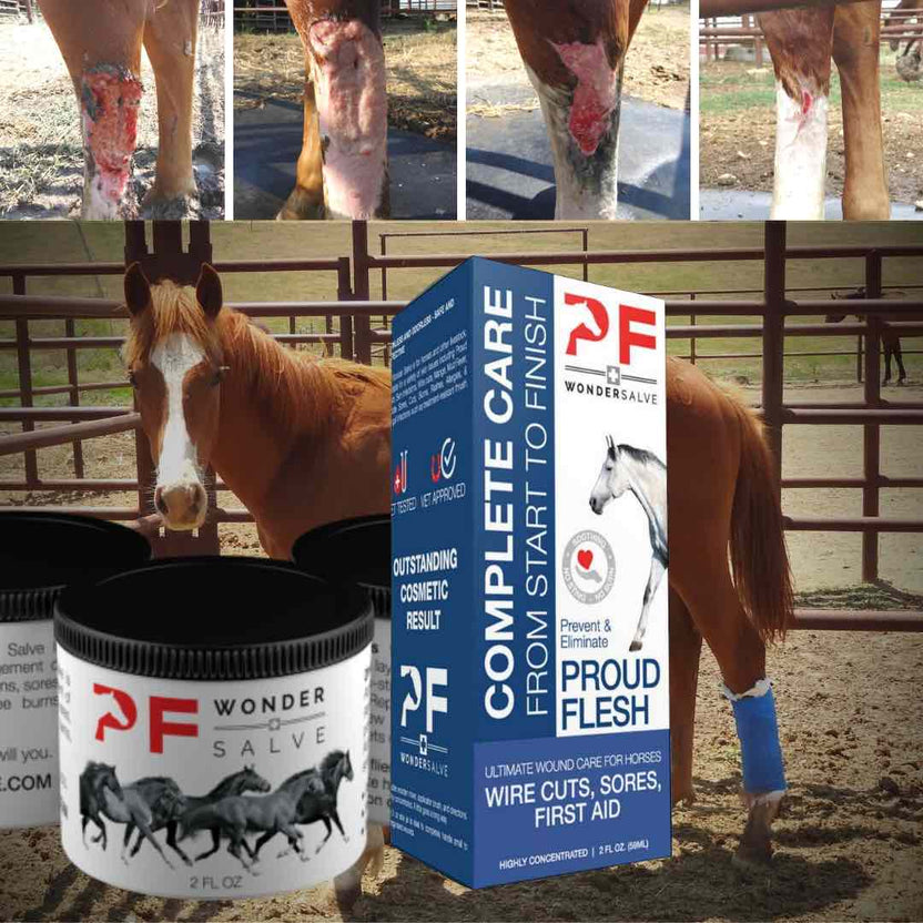 Proud Flesh – PF Wonder Salve